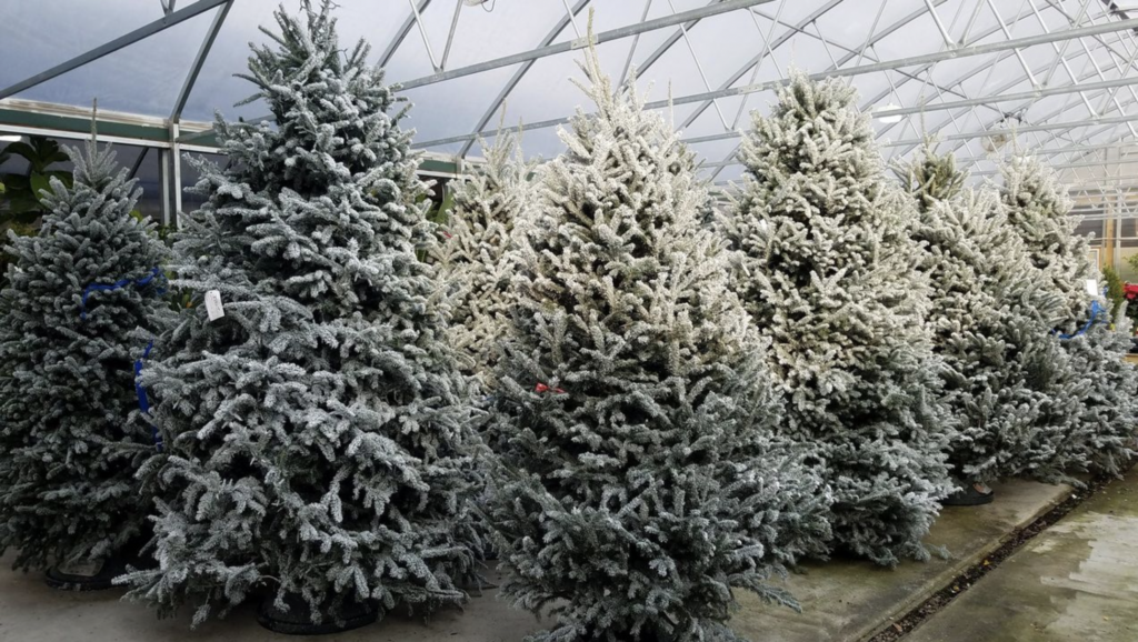 Delivering Christmas Cheer with Teamup | Teamup Blog